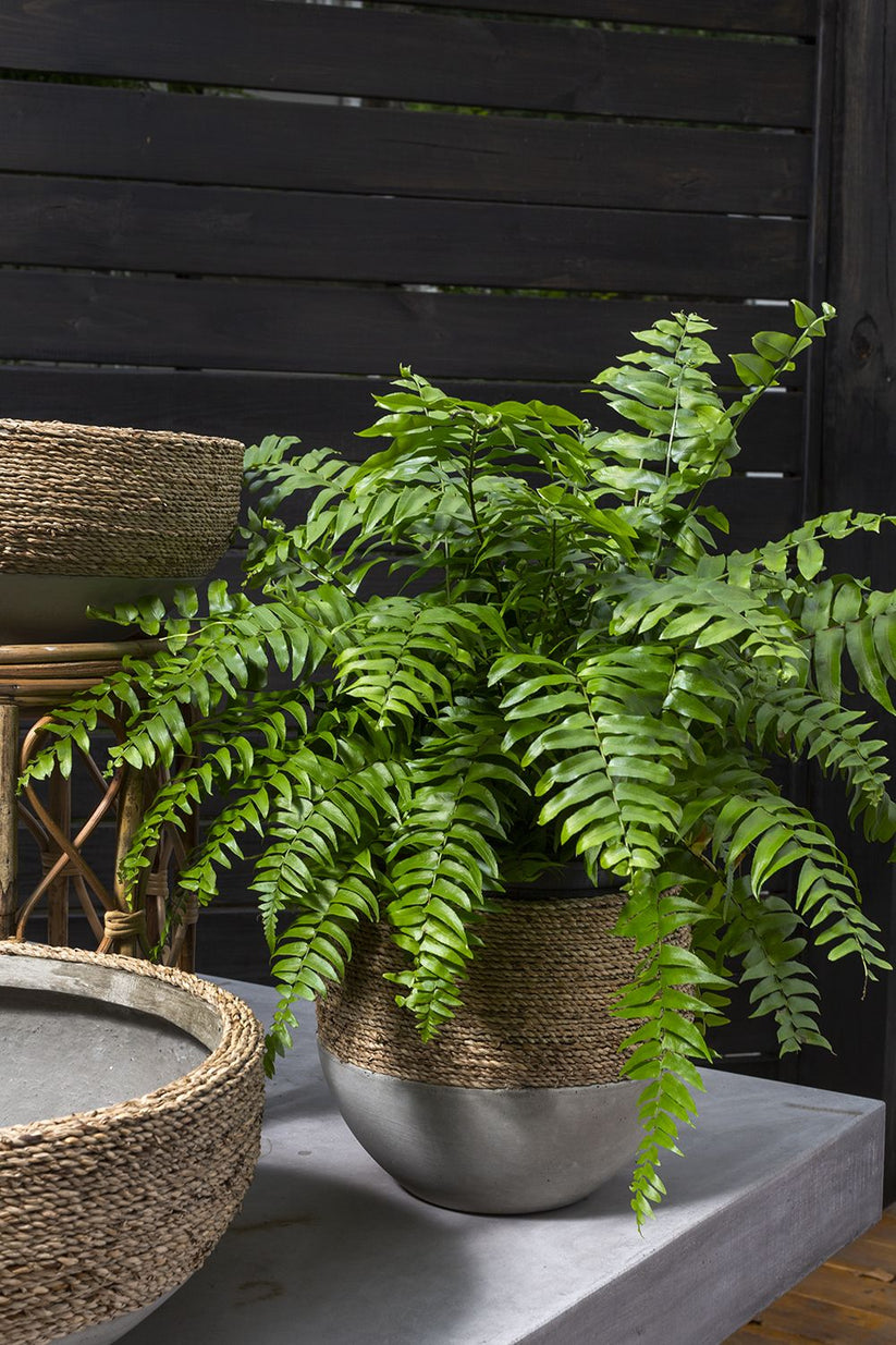 Reed Pot, The Feathered Farmhouse – The Feathered Farmhouse