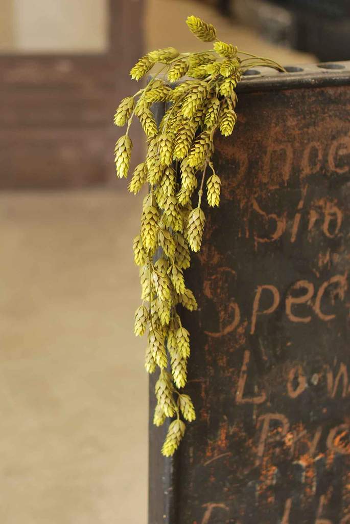 Hanging Hops – The Feathered Farmhouse